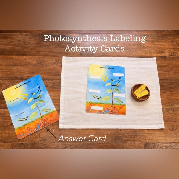 Cameras, Photo & Video | Educational Photosynthesis Labeling Activity ...